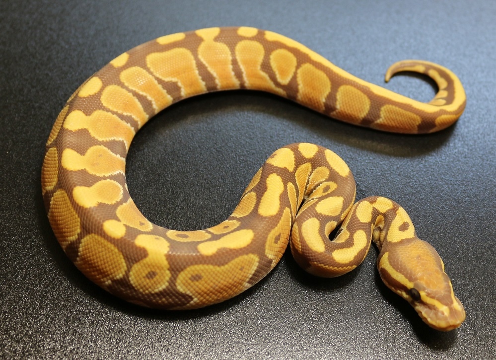 Ultramel Ball Python by Regius Creations - MorphMarket