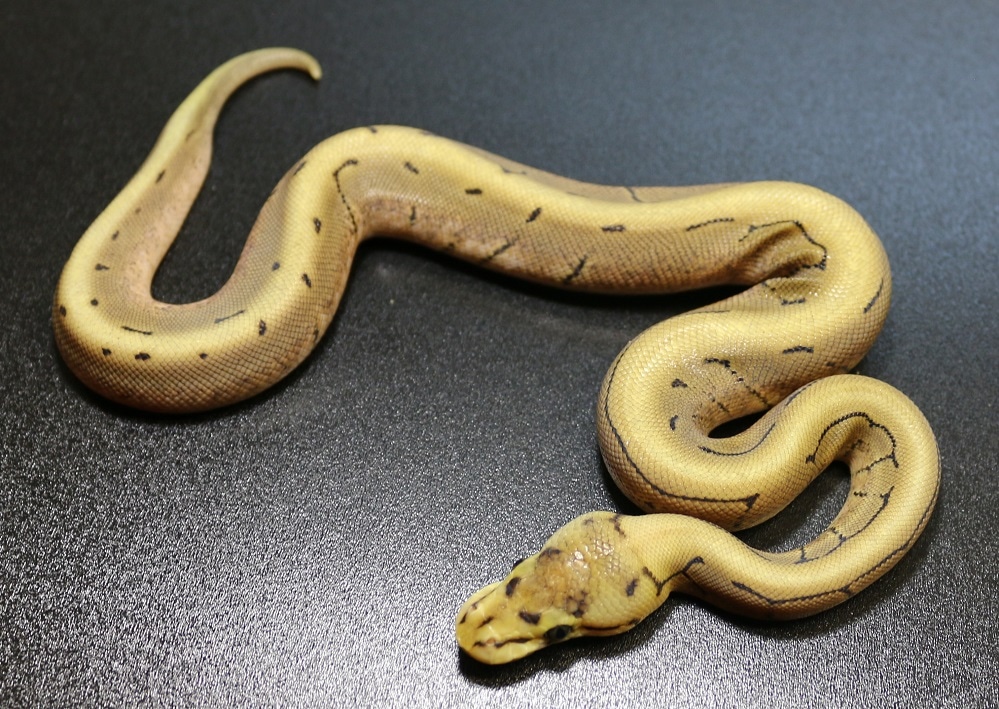Spinner Het Ultramel Ball Python by Regius Creations - MorphMarket