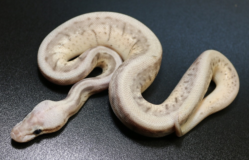 Sterling Spinner Possible Leopard Ball Python by Regius Creations ...