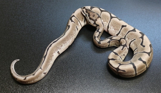 VPI Axanthic Spider Ball Python by Regius Creations