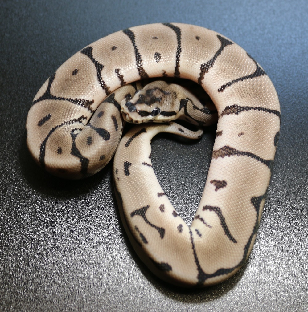Leopard VPI Axanthic Spider Ball Python by Regius Creations - MorphMarket