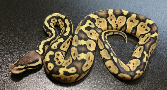 Pastel Het VPI Axanthic Ball Python by Regius Creations