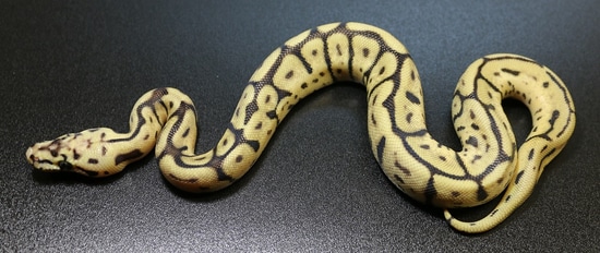 Leopard Bumblebee Ball Python by Regius Creations