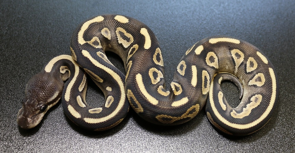Savannah Ball Python by Regius Creations - MorphMarket