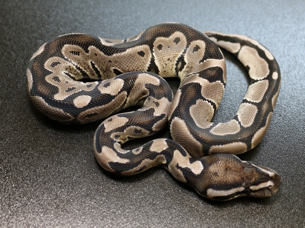 VPI Axanthic Het Lavender Ball Python by Regius Creations - MorphMarket