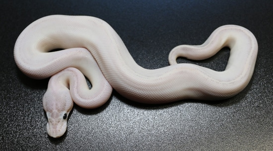 Pewter Ivory Ball Python by Regius Creations