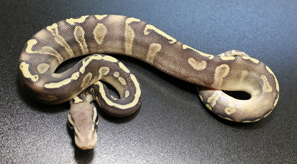 Pewter Possible Super GHI Ball Python by Regius Creations - MorphMarket