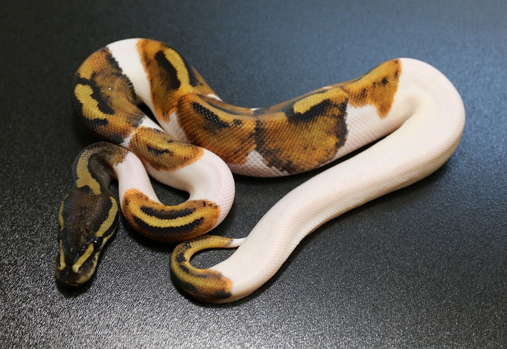 GHI Pied Ball Python by Regius Creations - MorphMarket