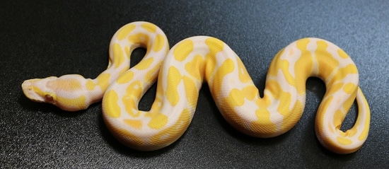 Lavender Het VPI Axanthic Ball Python by Regius Creations