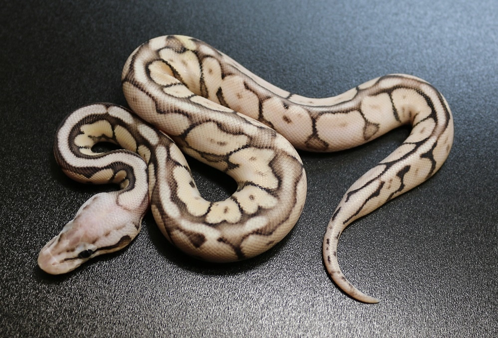 Pewterbee Enchi Possible Yellowbelly Ball Python by Regius Creations ...