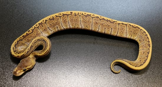 GHI Pinstripe Het Puzzle Ball Python by Regius Creations