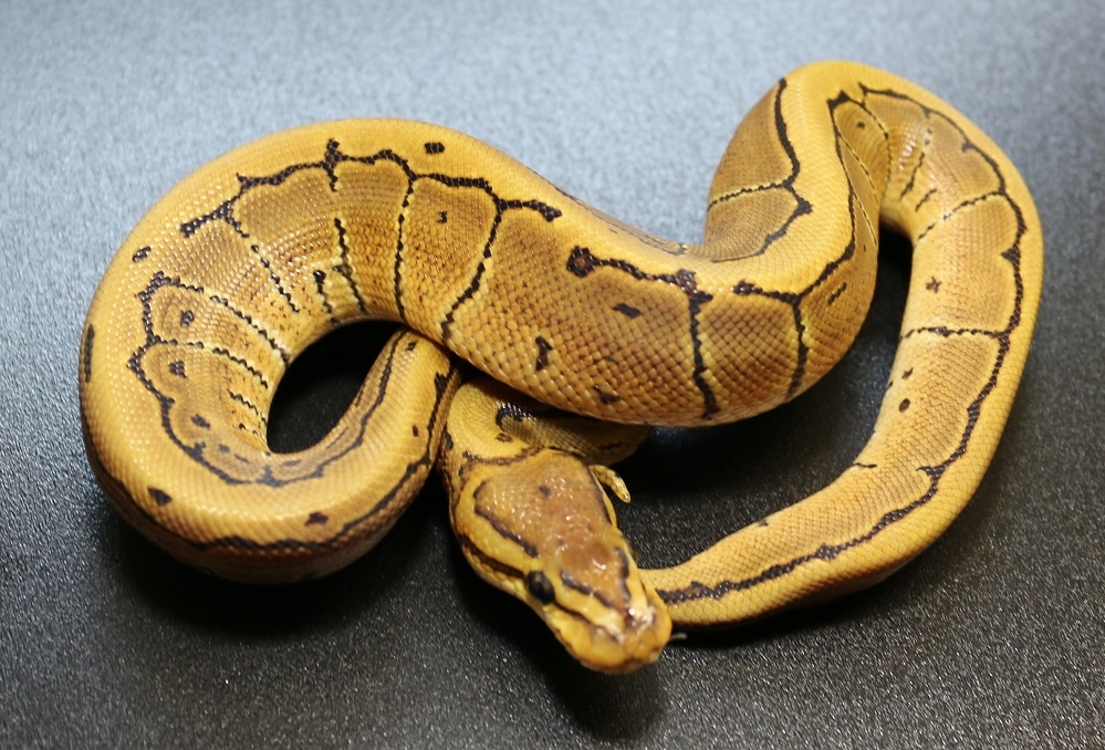 Pinstripe Het Puzzle Ball Python by Regius Creations - MorphMarket