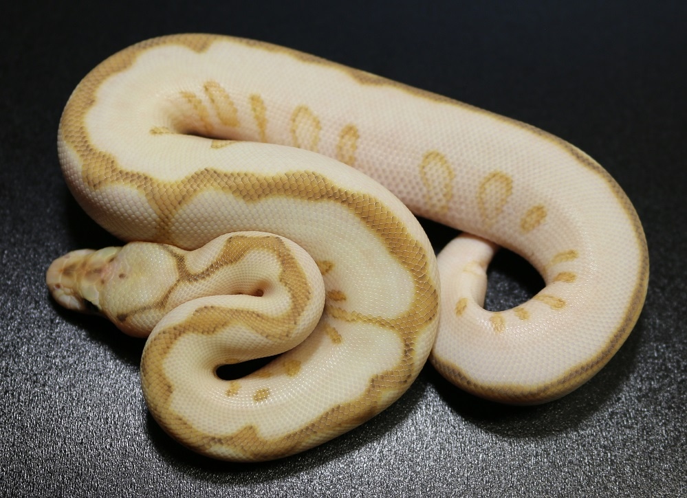 Banana Lesserbee Clown Ball Python by Regius Creations - MorphMarket