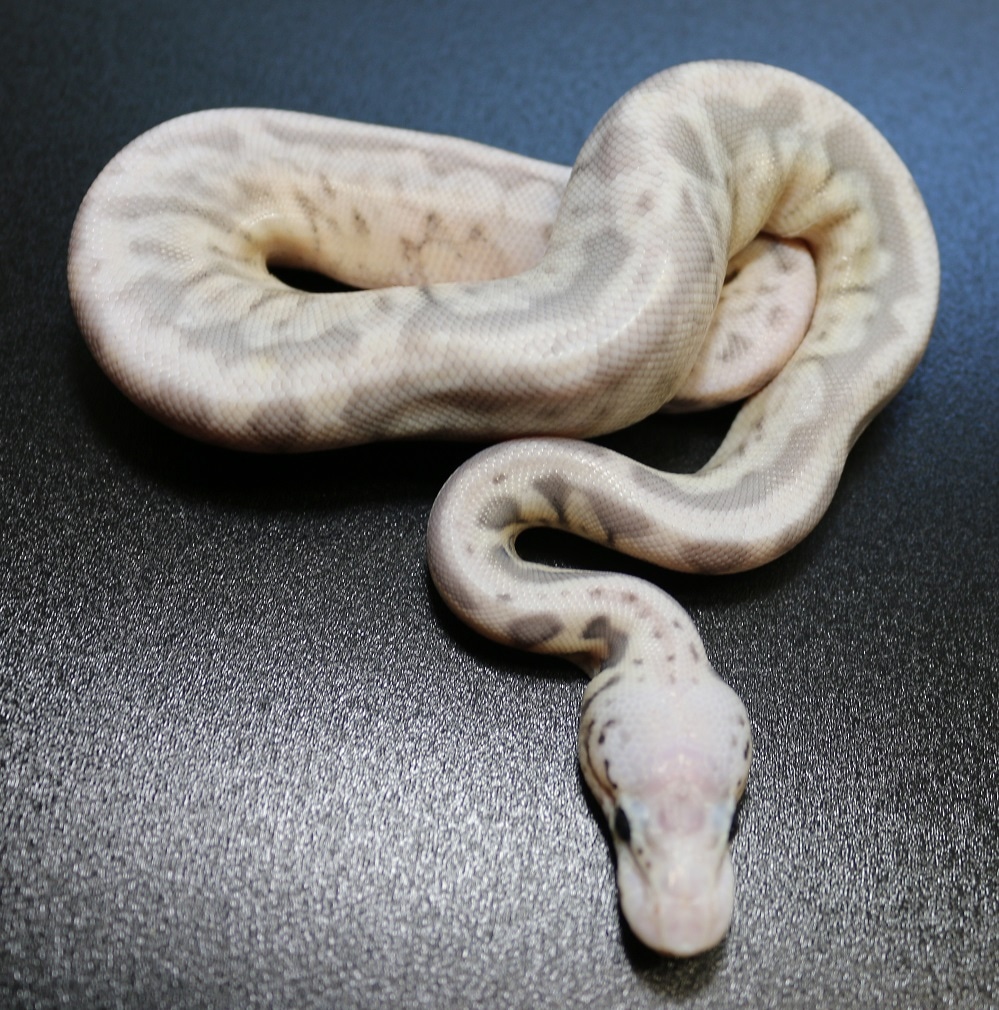 Super Pastel Lesser Cinnamon Spider Ball Python by Regius Creations ...