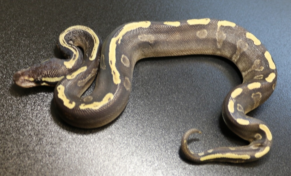 Super GHI Mojave Ball Python by Regius Creations - MorphMarket