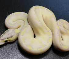 Pastel Enchi Ivory Ball Python by Regius Creations - MorphMarket