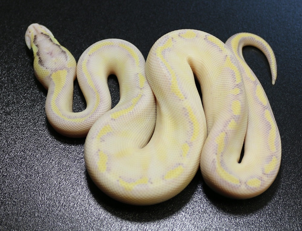 Pastel Enchi Ivory Ball Python by Regius Creations - MorphMarket