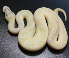 Pastel Enchi Ivory Ball Python by Regius Creations - MorphMarket