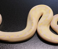 Pastel Enchi Ivory Ball Python by Regius Creations - MorphMarket