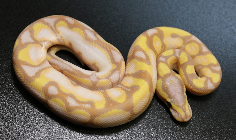 Calico Coral Glow Enchi Cinnamon Ball Python by Regius Creations ...