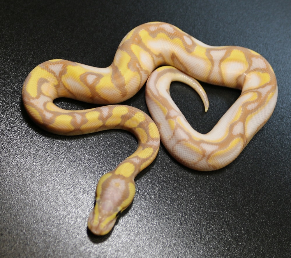 Calico Coral Glow Enchi Cinnamon Ball Python by Regius Creations ...