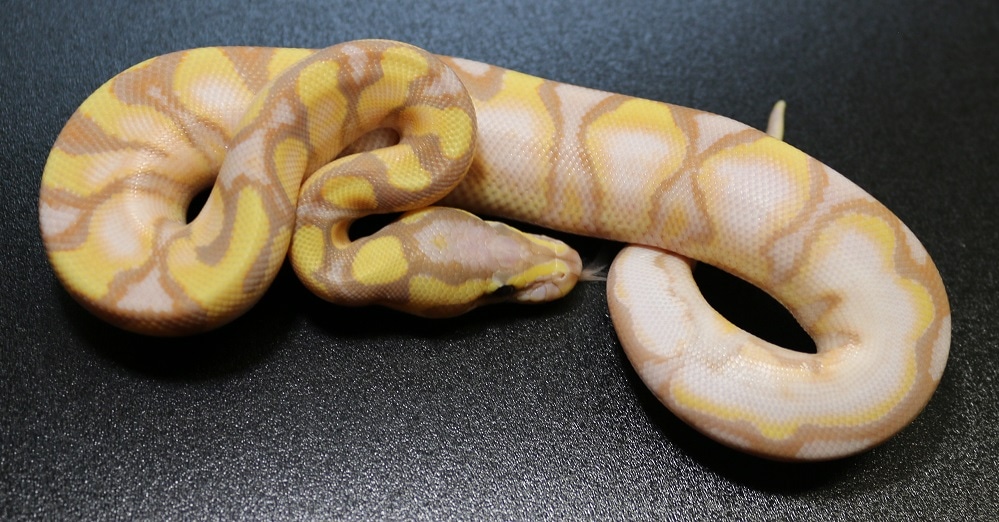 Calico Coral Glow Enchi Cinnamon Ball Python by Regius Creations ...