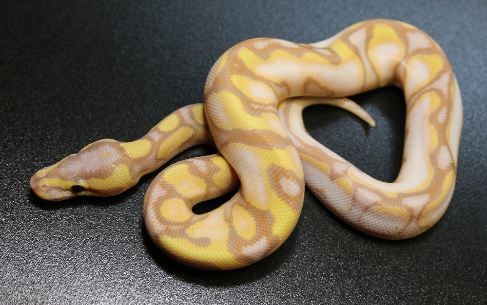 Calico Coral Glow Enchi Cinnamon Ball Python by Regius Creations ...