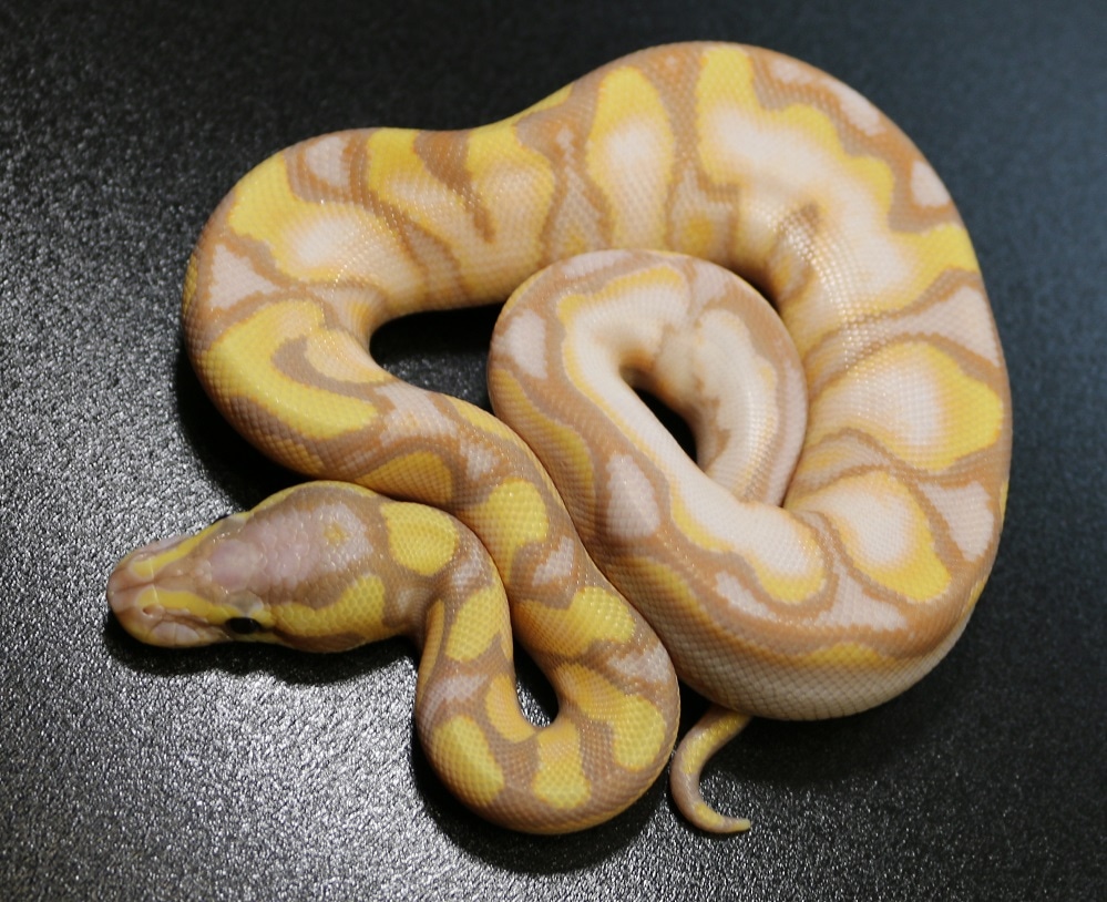 Calico Coral Glow Enchi Cinnamon Ball Python by Regius Creations ...