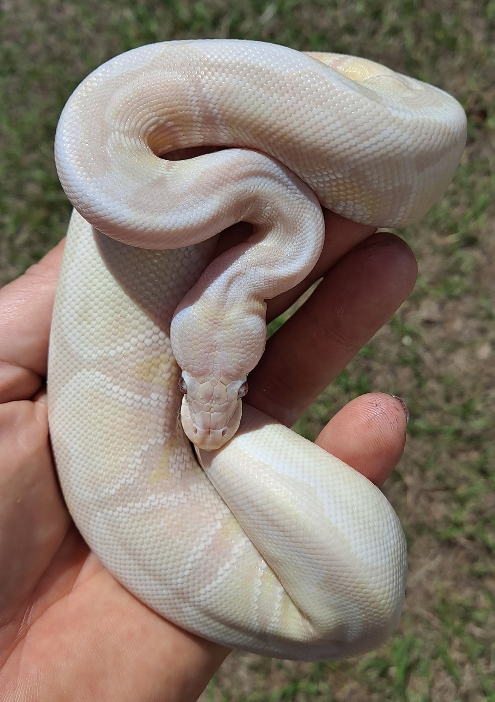 Lavender Snow Ball Python by Regius Creations - MorphMarket