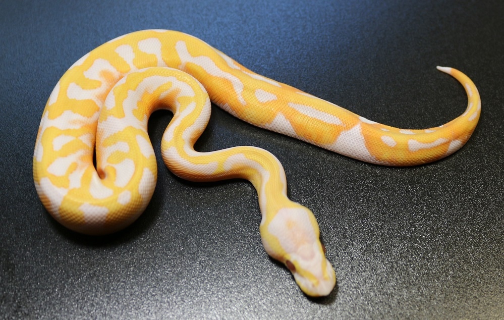 Dreamsicle Ball Python by Regius Creations - MorphMarket