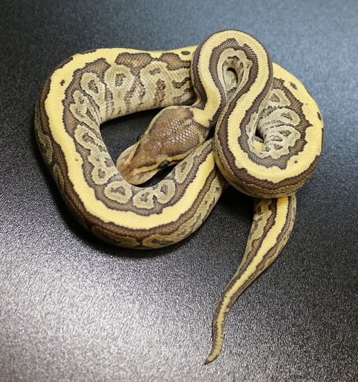Hidden Gene Woma Jigsaw Specter Or Yellowbelly Ball Python by Regius ...