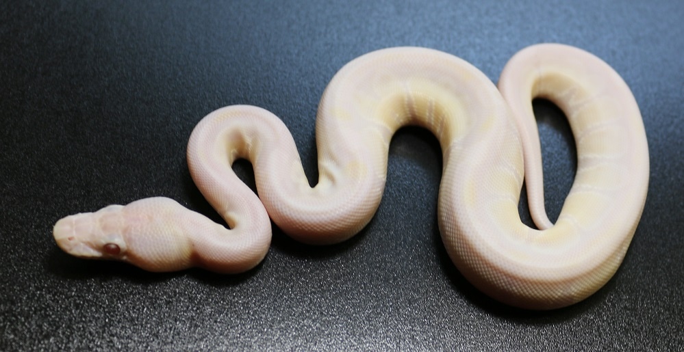 Lavender Snow Ball Python by Regius Creations - MorphMarket