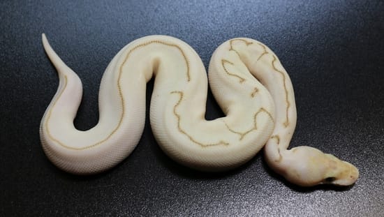 Queenspin Clown Ball Python by Regius Creations