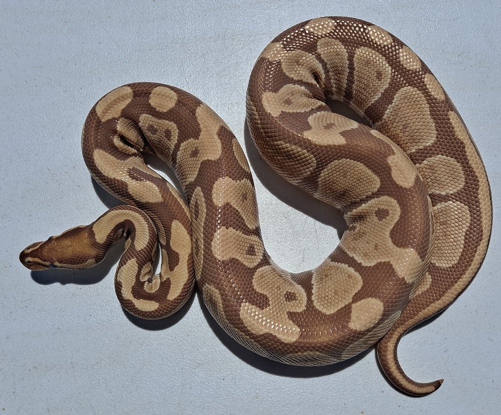 Proven Breeder Ultramel Ball Python by Regius Creations - MorphMarket
