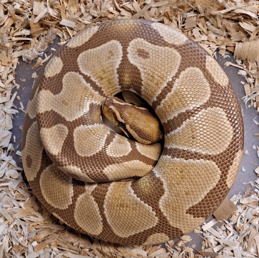 Proven Breeder Ultramel Ball Python by Regius Creations - MorphMarket
