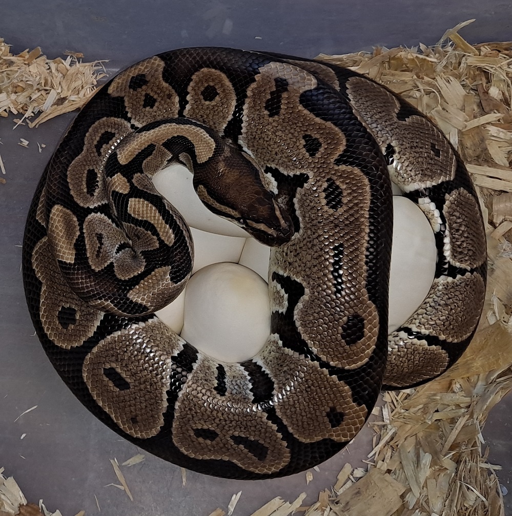 Proven Breeder Double Het Lavender Snow Ball Python by Regius Creations ...