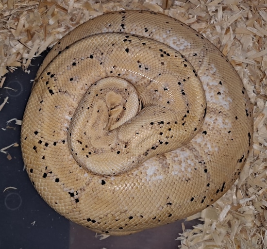 Proven Breeder Banana Ball Python by Regius Creations