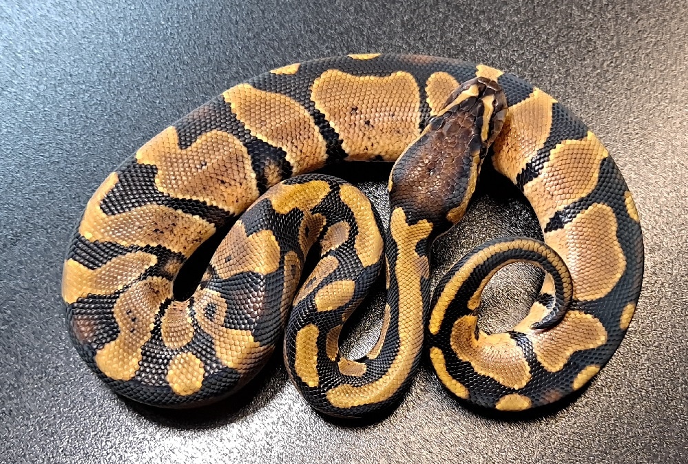 Het Sunset Ball Python by Regius Creations - MorphMarket