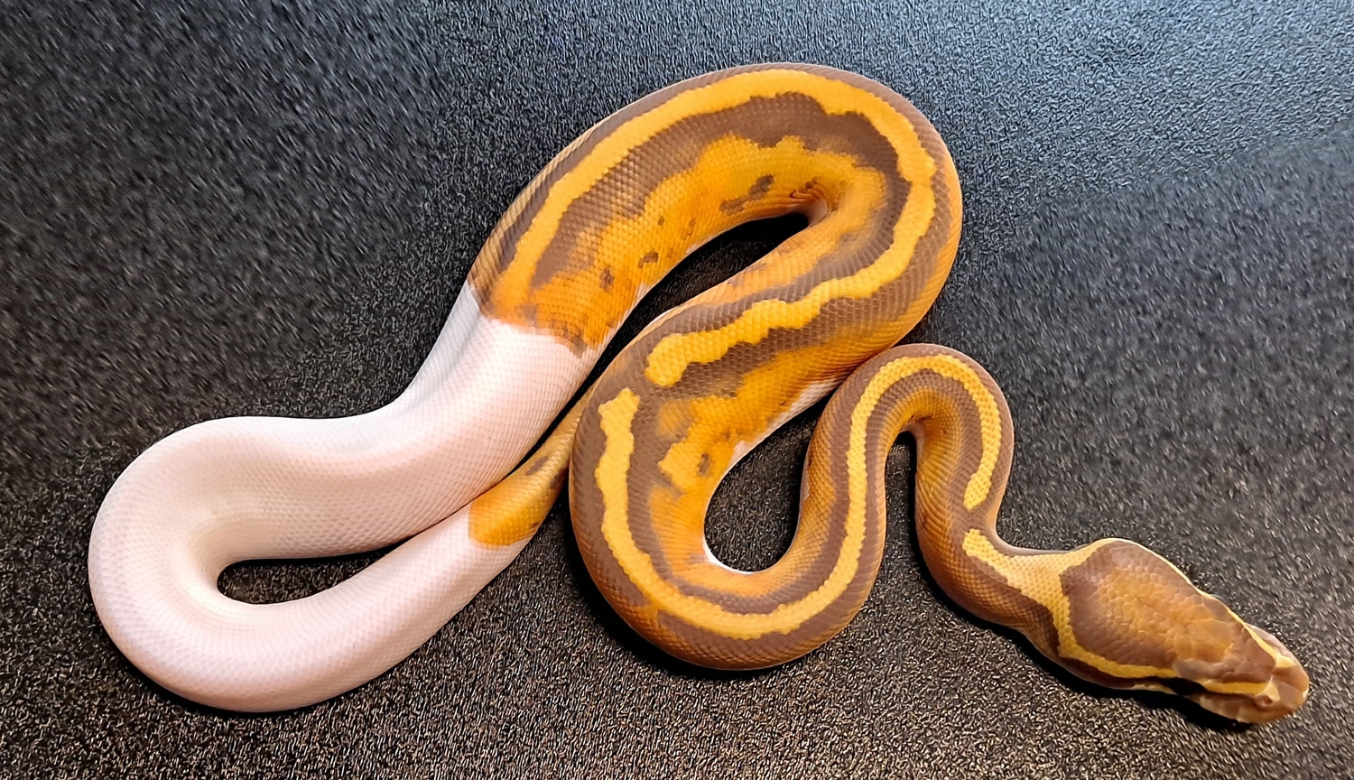Ultramel Pied Ball Python by Regius Creations - MorphMarket