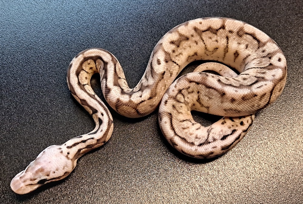 Sterlingbee Ball Python by Regius Creations - MorphMarket
