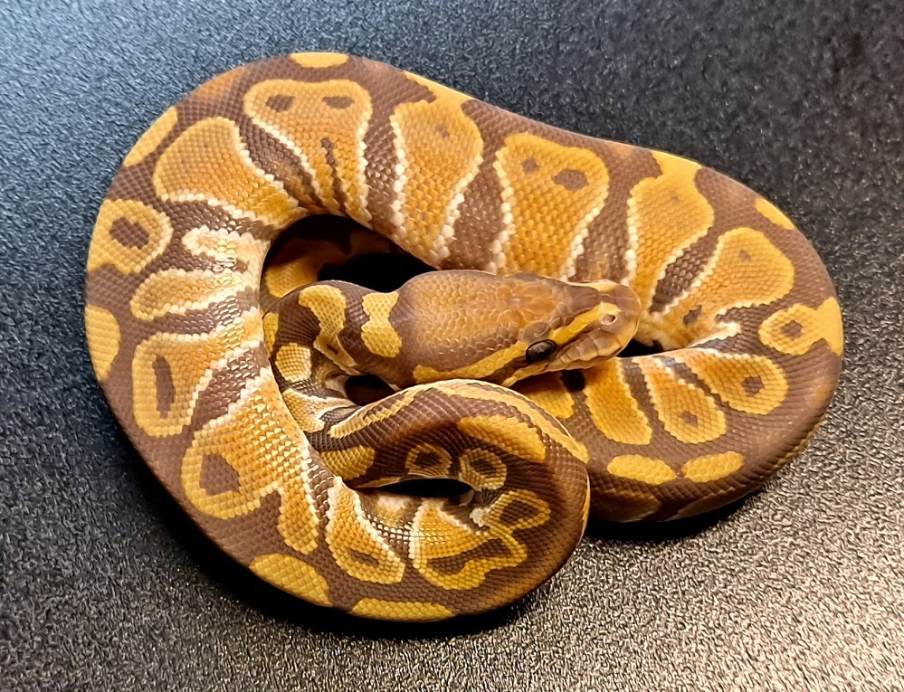 Ultramel 66% Het Pied Strong Markers Ball Python by Regius Creations - MorphMarket
