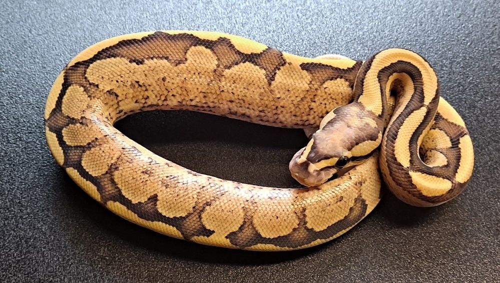 Super Vanilla Ball Python by Regius Creations - MorphMarket