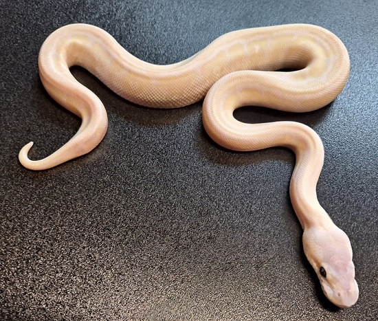 Russo Phantom Or Mocha Possible Pastel And Spider Ball Python by Regius ...