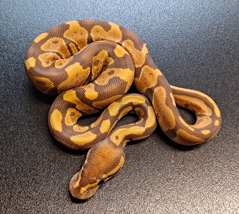 Ultramel Ball Python by Regius Creations - MorphMarket