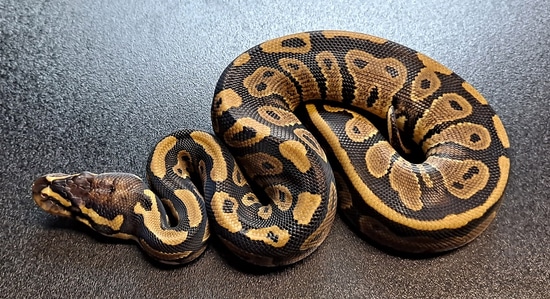 Double Het Sunset Pied PAIR Ball Python by Regius Creations