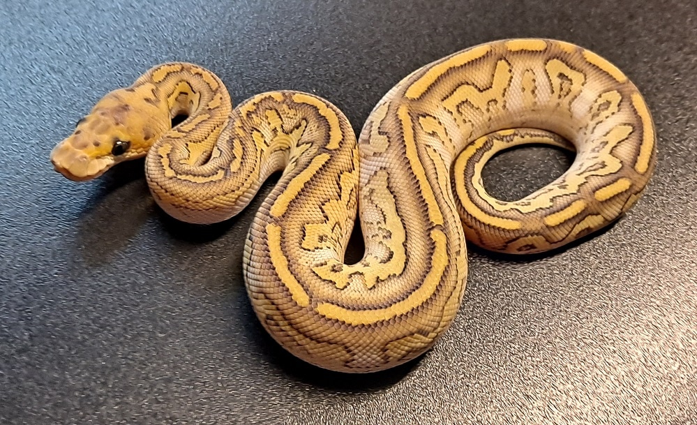 Lesser Clown Ball Python by Regius Creations - MorphMarket