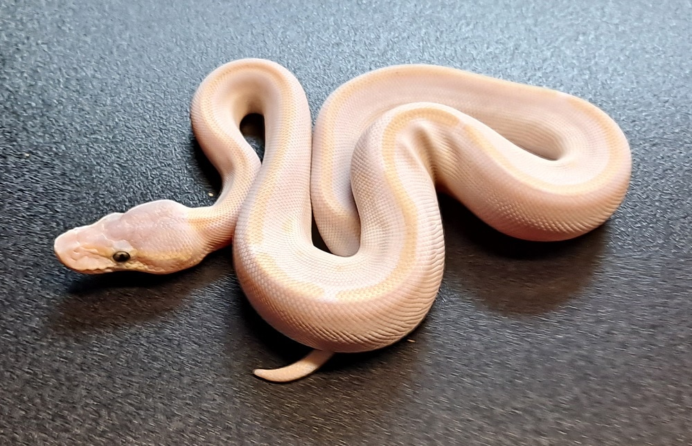 BEL Ball Python by Regius Creations - MorphMarket