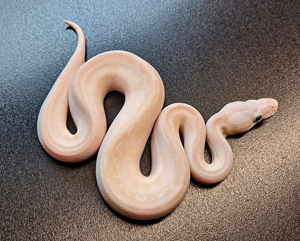 BEL Ball Python by Regius Creations - MorphMarket