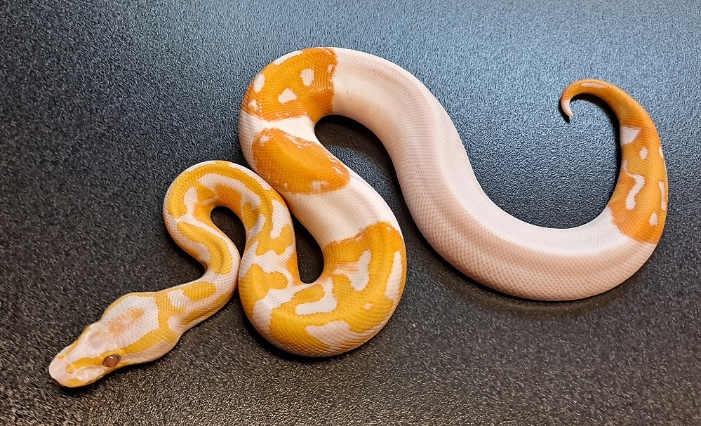 Dreamsicle Ball Python by Regius Creations - MorphMarket