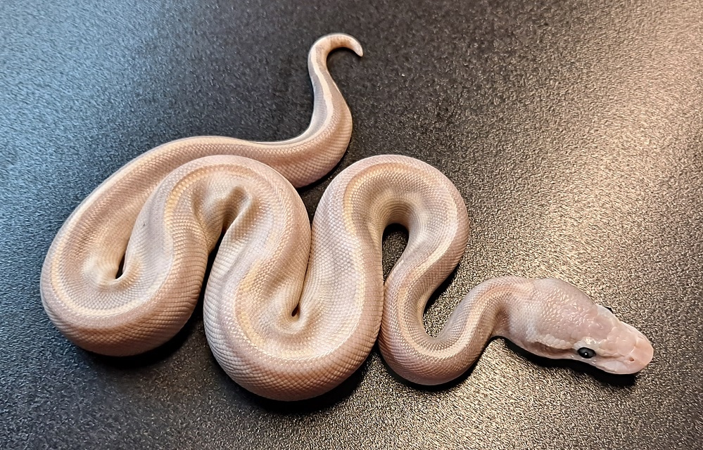 Purple Passion Possible Pastel Or Spider Ball Python by Regius ...